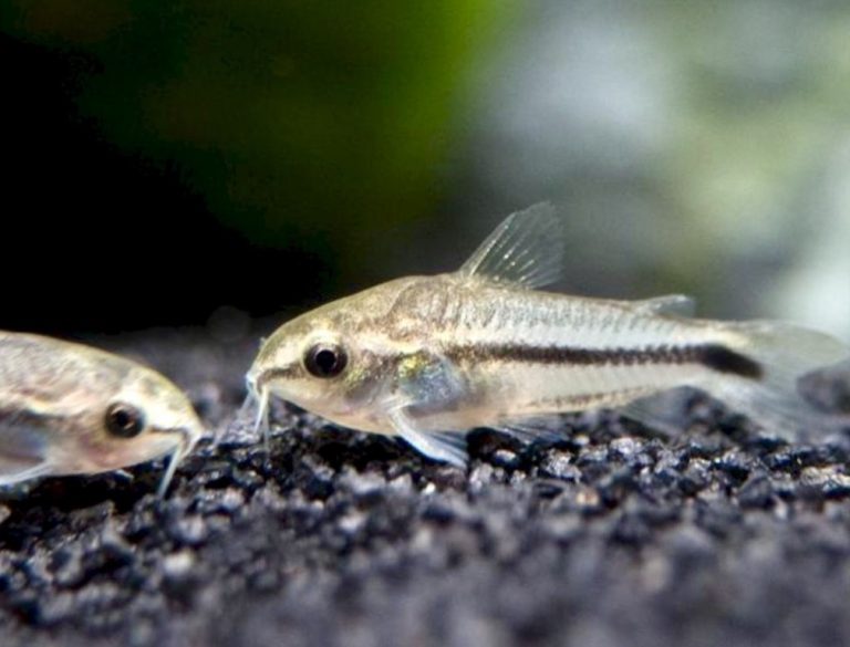 Corydora pigmeu peixe: origem, características, reprodução, alimentação ...