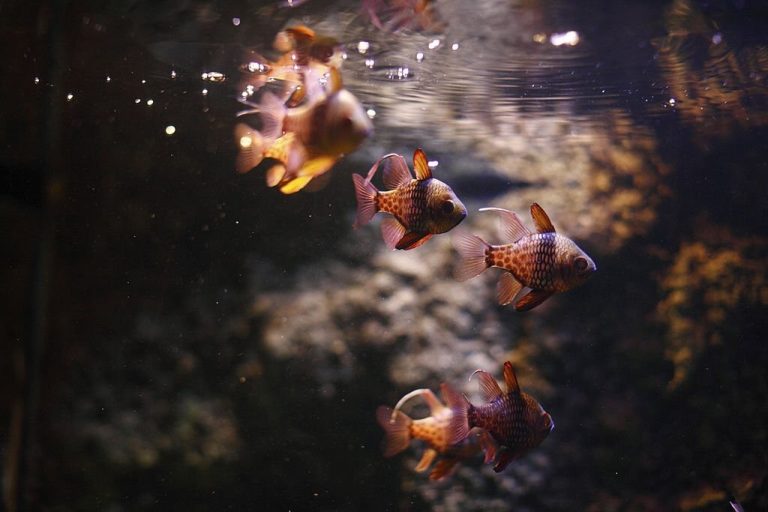 Cardinal pajama peixe: características, reprodução, alimentação ...