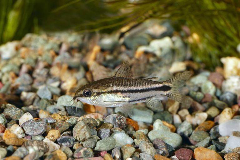 Corydora pigmeu peixe: origem, características, reprodução, alimentação ...