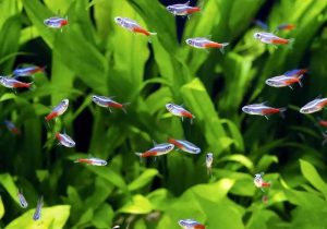 Tetra cardinal peixe: origem, características, reprodução, alimentação ...
