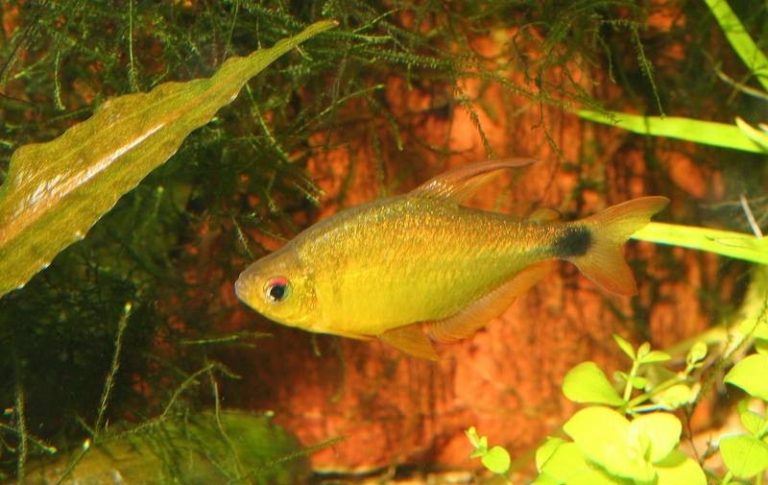 Tetra heliacus peixe: características, reprodução, alimentação, habitat ...
