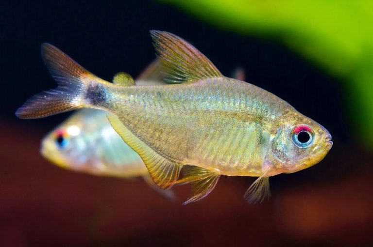 Tetra heliacus peixe: características, reprodução, alimentação, habitat ...