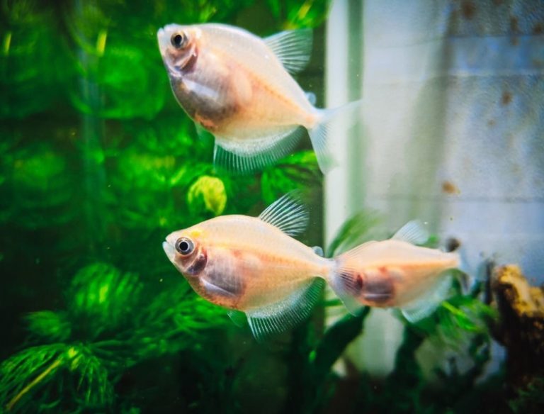 Tetra róseo peixe: origem, características, reprodução, alimentação ...