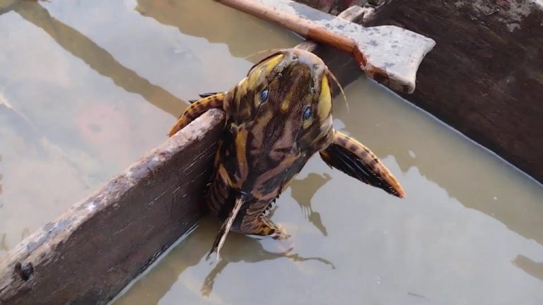 Cuiú cuiú amarelo peixe: características, reprodução, alimentação ...