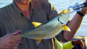 Apapá peixe: características, reprodução, alimentação, habitat e tipos ...