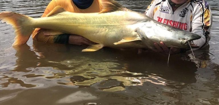 Dourada peixe: características, reprodução, alimentação, habitat e ...