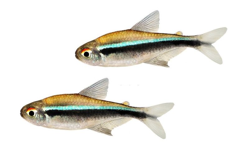 Neon negro peixe: origem, características, reprodução, alimentação ...