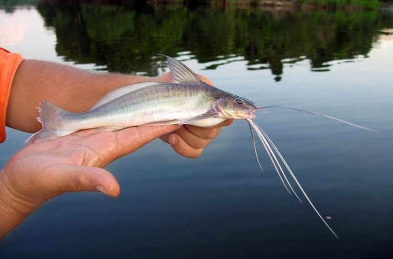 Barbado peixe: características, reprodução, alimentação, habitat e ...