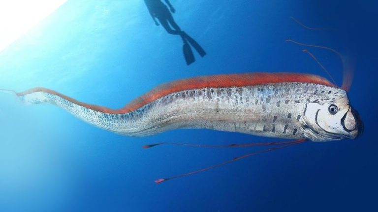 Peixe remo: características, alimentação, reprodução, habitat e ...