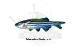19 tipos de peixes para aquário de agua doce | Blog do Pescador