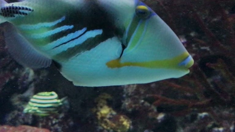 Peroá picasso peixe: origem, características, reprodução, alimentação ...