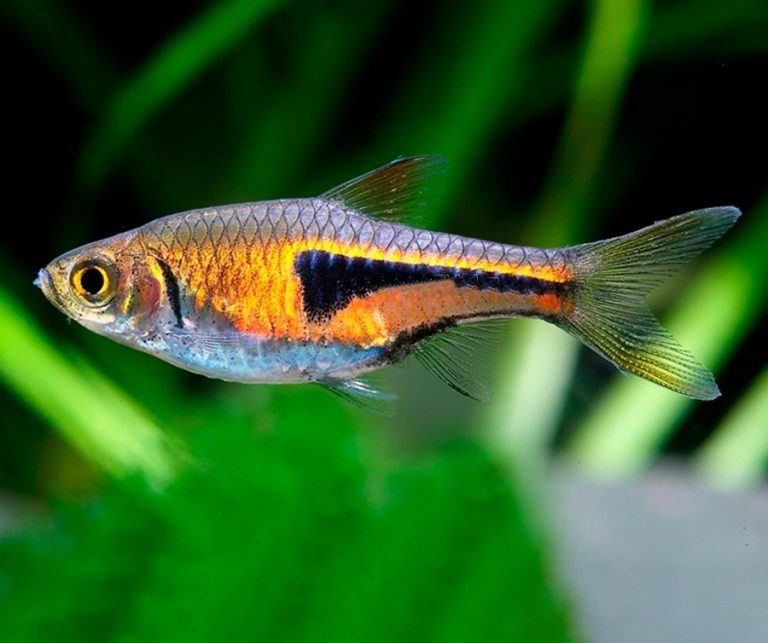Rasbora espei peixe: origem, características, reprodução, alimentação ...