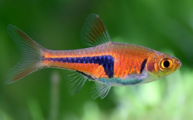 Rasbora espei peixe: origem, características, reprodução, alimentação ...