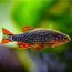 Rasbora galaxy peixe: origem, características, reprodução, alimentação ...