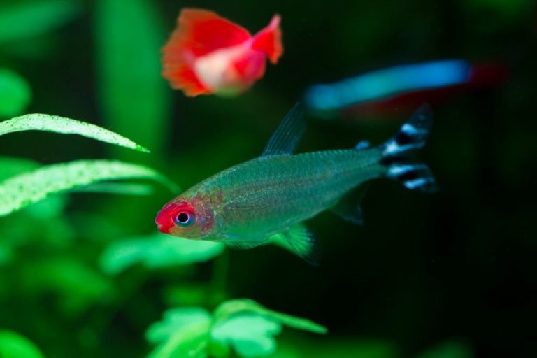 Rodóstomo peixe: origem, características, reprodução, alimentação ...