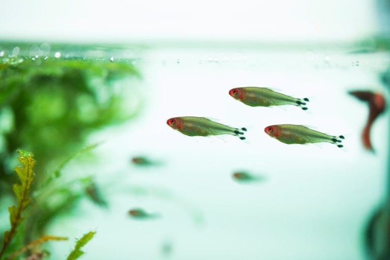 Rodóstomo peixe: origem, características, reprodução, alimentação ...