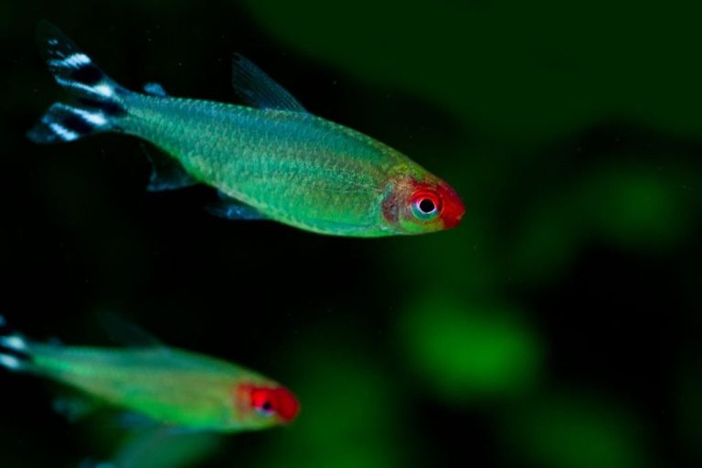 Rodóstomo peixe: origem, características, reprodução, alimentação ...