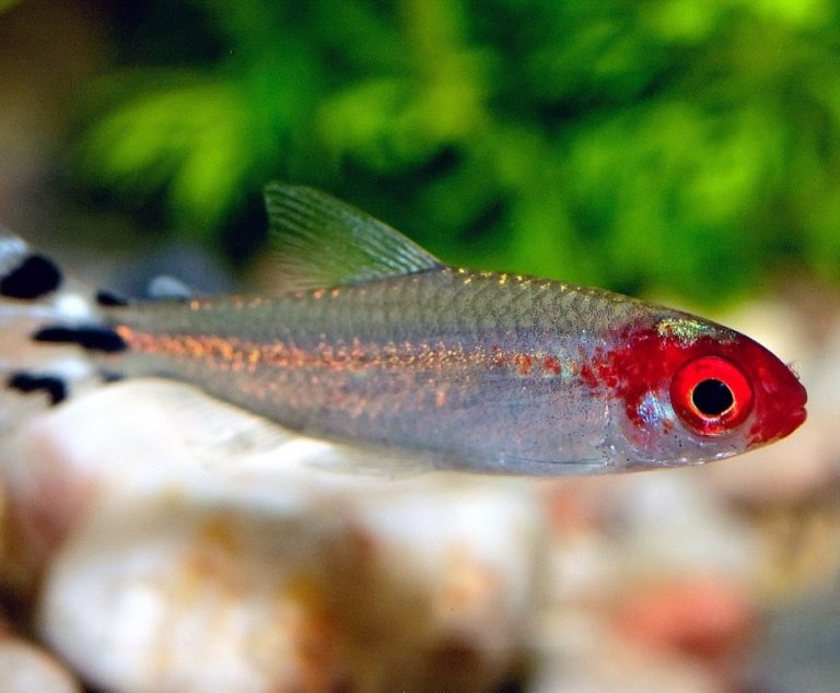 Rodóstomo peixe: origem, características, reprodução, alimentação ...