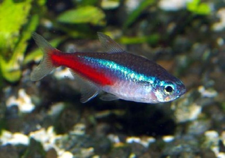Tetra cardinal peixe: origem, características, reprodução, alimentação ...