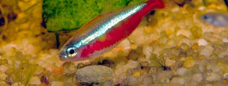 Tetra cardinal peixe: origem, características, reprodução, alimentação ...