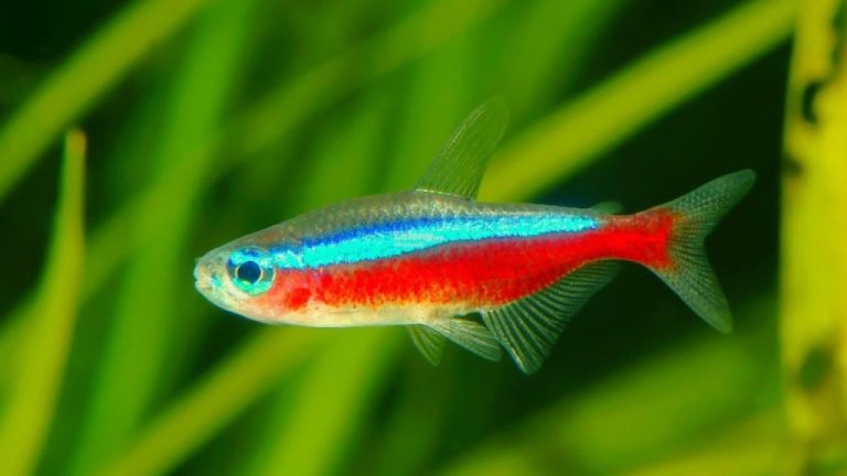 Tetra cardinal peixe: origem, características, reprodução, alimentação ...