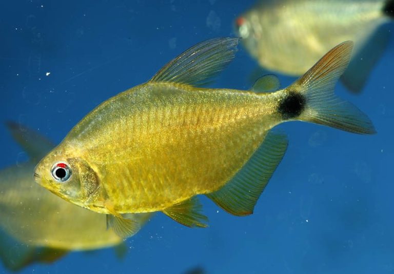 Tetra heliacus peixe: características, reprodução, alimentação, habitat ...