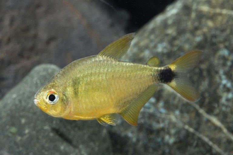 Tetra heliacus peixe: características, reprodução, alimentação, habitat ...