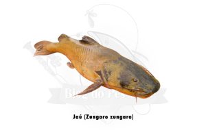 15 Tipos de peixes mais procurados no rio Tocantins | Blog do Pescador
