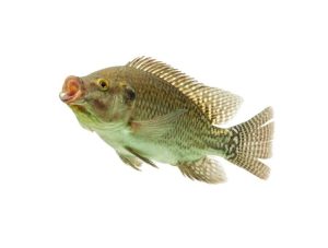 Tilápia de moçambique peixe: características, reprodução, alimentação ...
