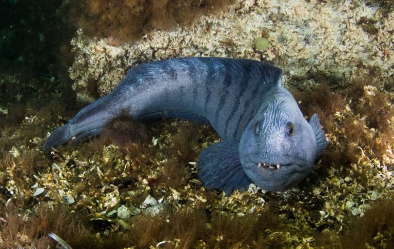 Peixe-lobo do atlântico: características, reprodução, alimentação ...