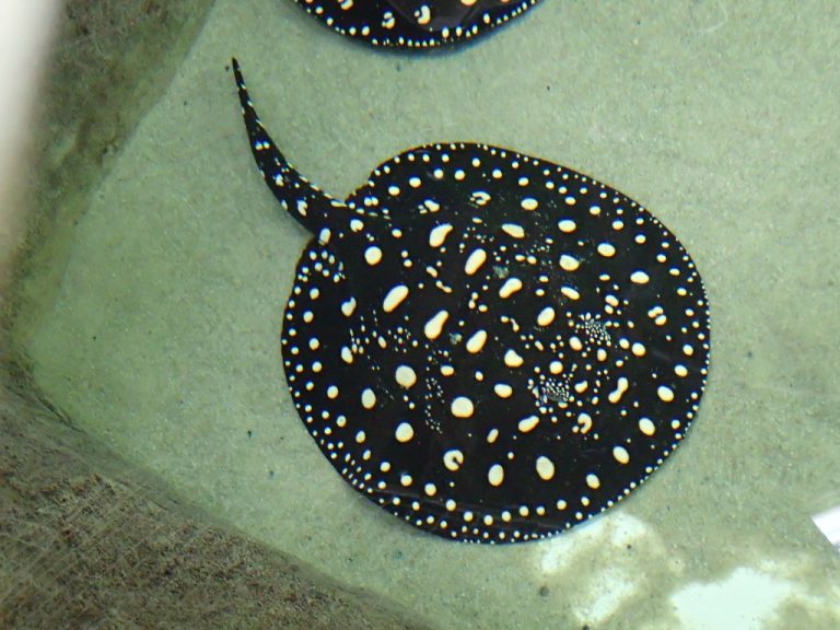 Arraia xingu peixe: características, reprodução, alimentação e dicas