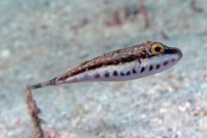 Baiacu-pinima peixe: características, reprodução, alimentação e habitat ...