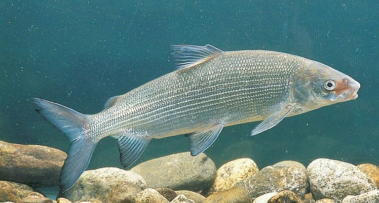 Blackfin cisco peixe: características, causas da extinção e informações ...