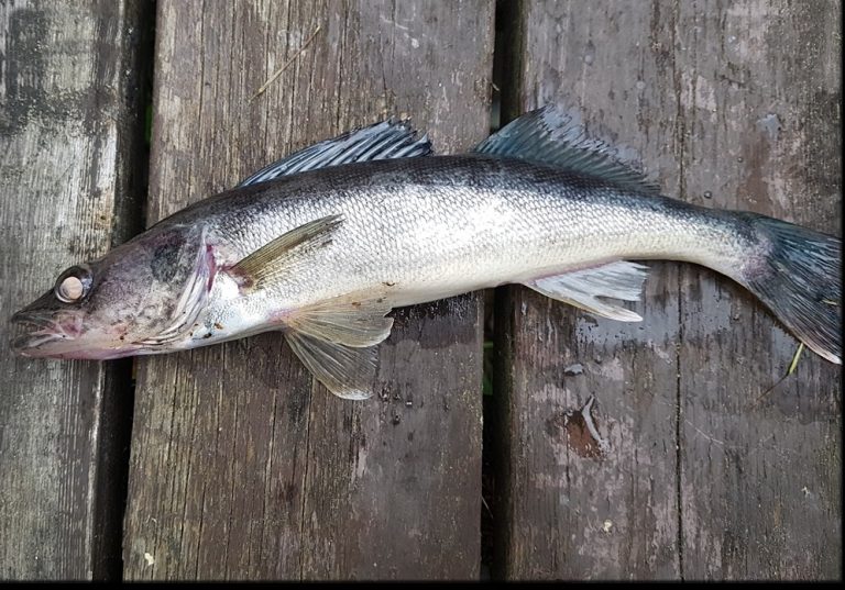 Blue walleye peixe: características, causas da extinção e informações ...