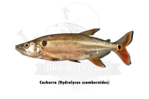 15 Tipos de peixes mais procurados no rio Tocantins | Blog do Pescador