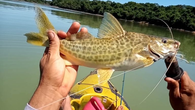 Mandi amarelo peixe: características, reprodução, alimentação, habitat ...