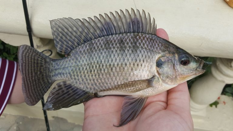 Tilápia do nilo peixe: origem, características, reprodução, alimentação ...
