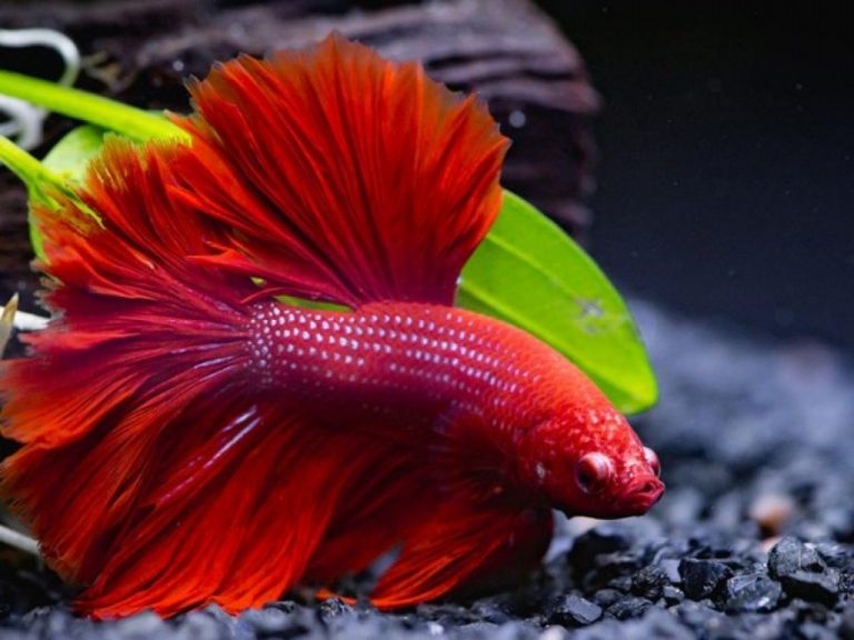 5 Dicas para cuidar de um peixe betta | Blog do Pescador