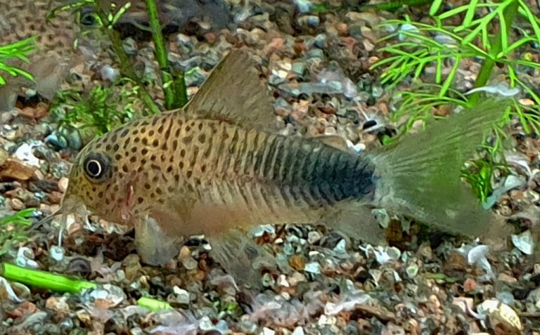 Coridora violeta peixe: características, alimentação, habitat e dicas