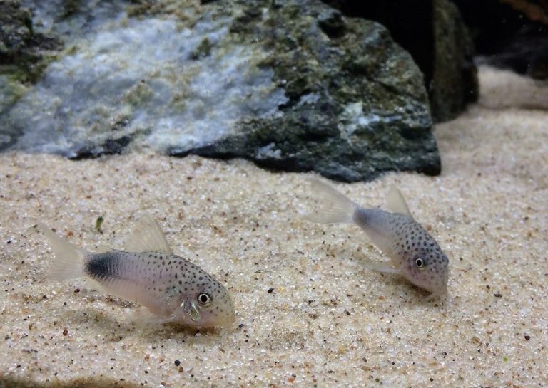 Coridora violeta peixe: características, alimentação, habitat e dicas