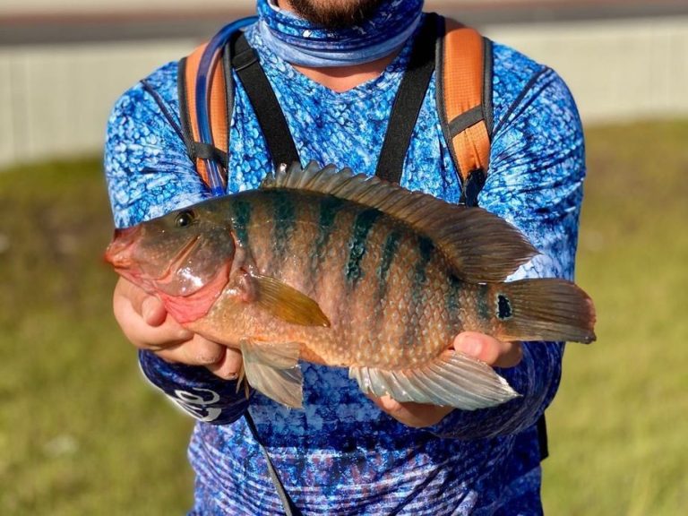 Tilápia do congo peixe: características, reprodução, alimentação ...