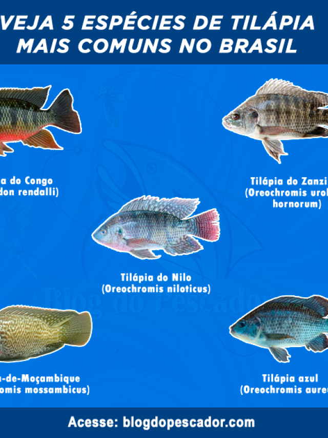 Tipos de tilápia mais comuns no Brasil | Blog do Pescador