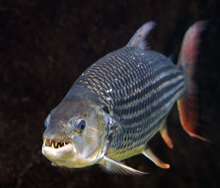 Peixe-tigre: características, reprodução, alimentação, habitat e tipos ...