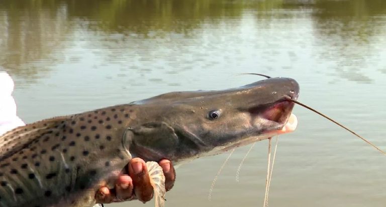 9 Dicas infalíveis para a pesca do peixe pintado | Blog do Pescador