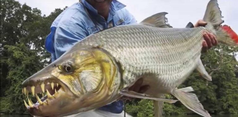 Peixe-tigre: características, reprodução, alimentação, habitat e tipos ...