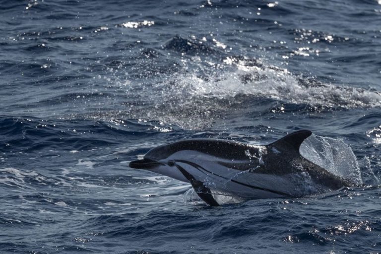 Golfinho cruzado: características, reprodução, alimentação e ...