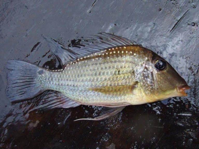 Iscas naturais para peixe cará: top 5 iscas e equipamentos utilizados ...