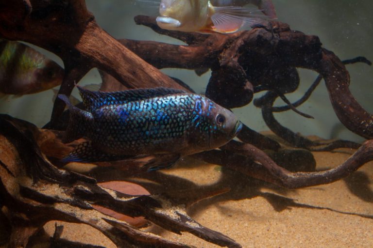 Jack dempsey peixe: características, reprodução, alimentação, habitat e ...