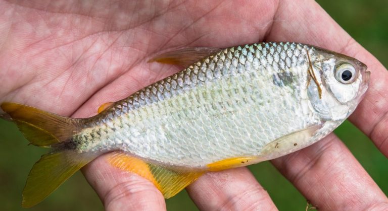 Iscas naturais para peixes de couro: top 7 iscas, equipamentos e dicas ...