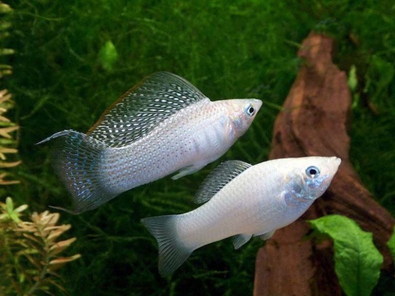 Molinésia prata peixe: características, reprodução, alimentação e ...